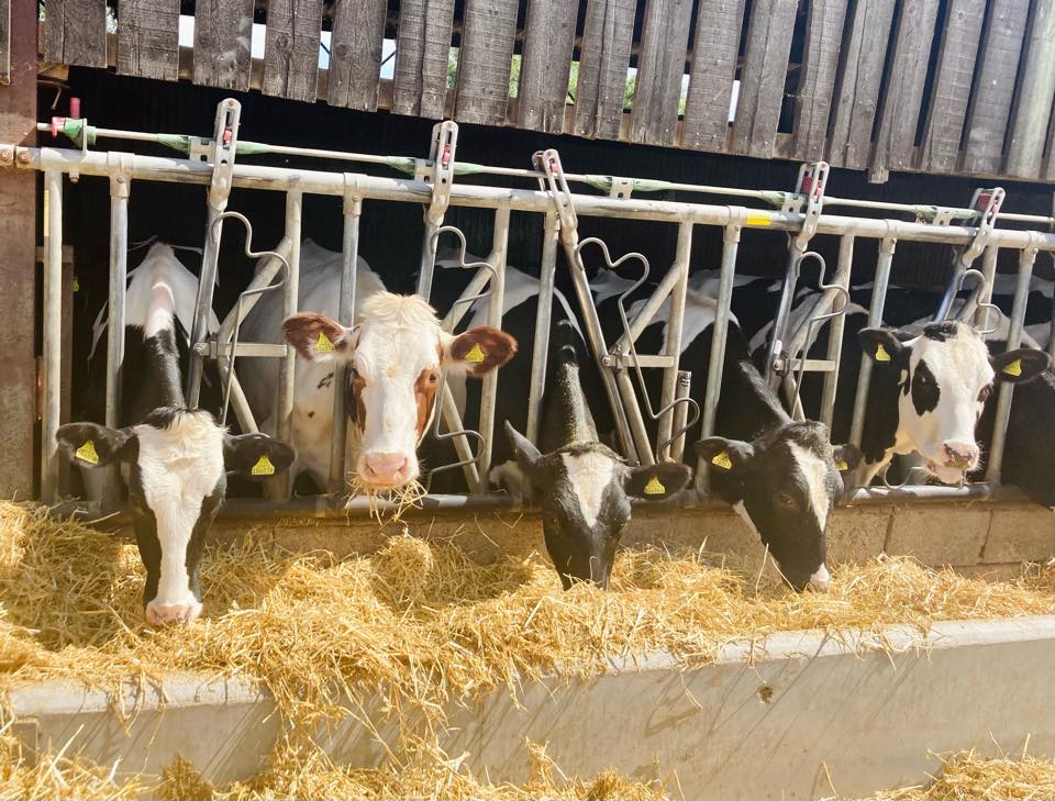 Peakfield Farm Vets – "Professional Service, Independent Spirit"